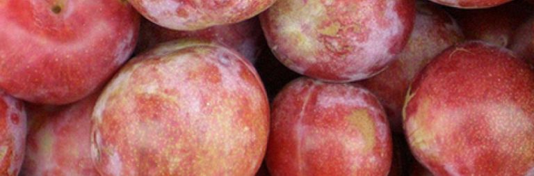 Dapple Dandy Pluot - Salamanca Fresh