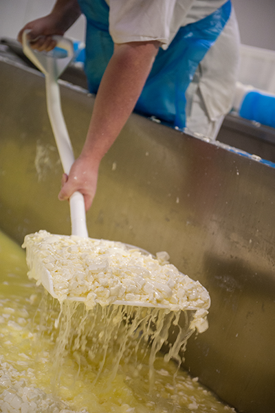 Introducing Ashgrove's NEW Signature Cheese Range! - Salamanca Fresh